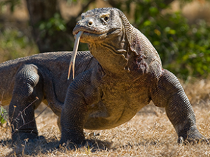 Coral Expeditions | Australia's Pioneering Cruise Line